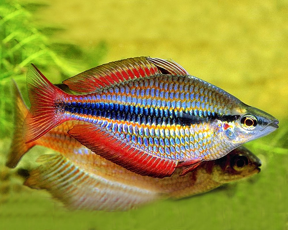 Banded Rainbowfish