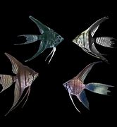 Longfin Angelfish Assorted